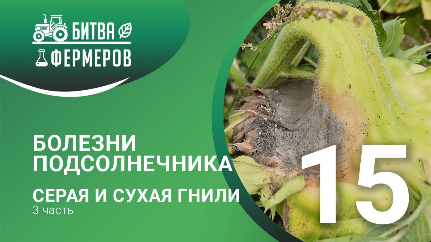 Болезни подсолнечника. Серая гниль, сухая гниль. Битва фермеров. Серия 15