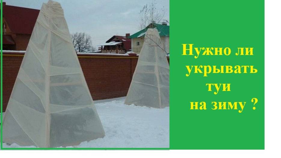 Нужно ли укрывать туи на зиму от мороза?