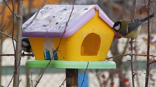 Птицы осень природа