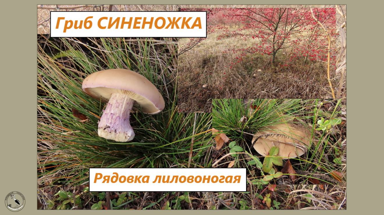 Синеножки - не перепутать ни с чем. Рядовка лиловоногая - как выглядит, где растёт