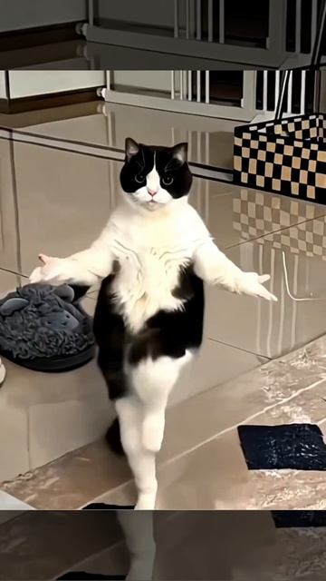 Кот отплясывает