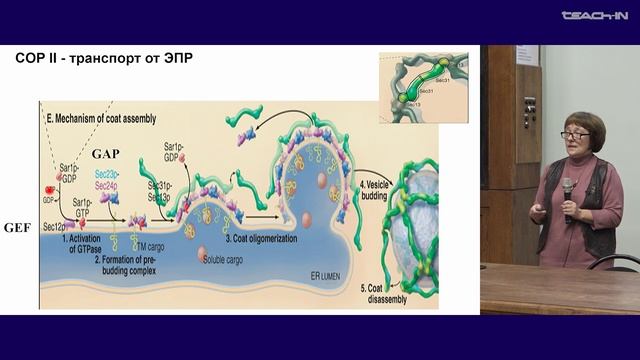 Кисурина О.П. - Клеточная биология - 9. Модификация белков в гр. ЭПР. Везикулярный транспорт