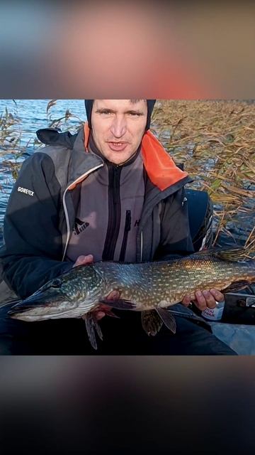 Осенняя щука. Поймал - отпусти