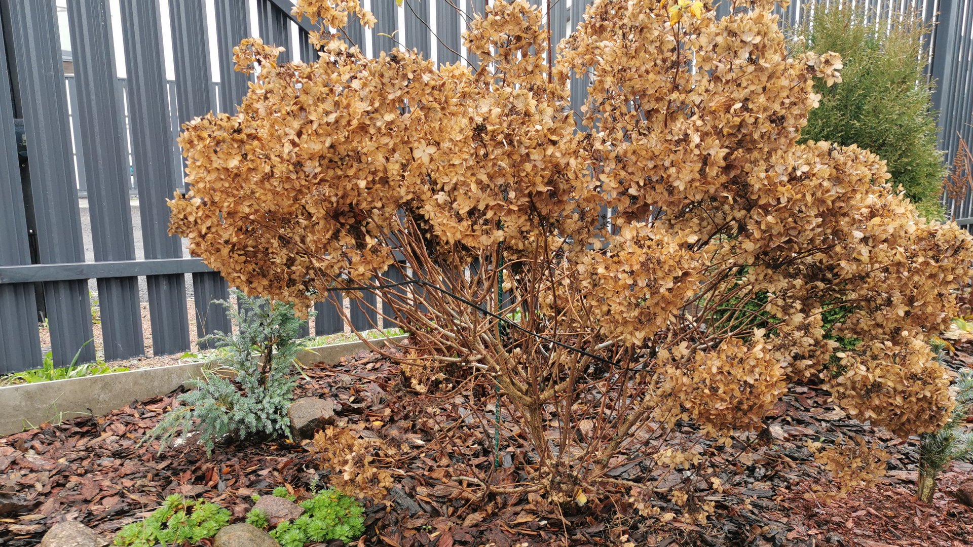 Осенняя обрезка метельчатых гортензий Тач оф Пинк, Гарденлайт Редлайт, Строуберри Блоссом, Полестар