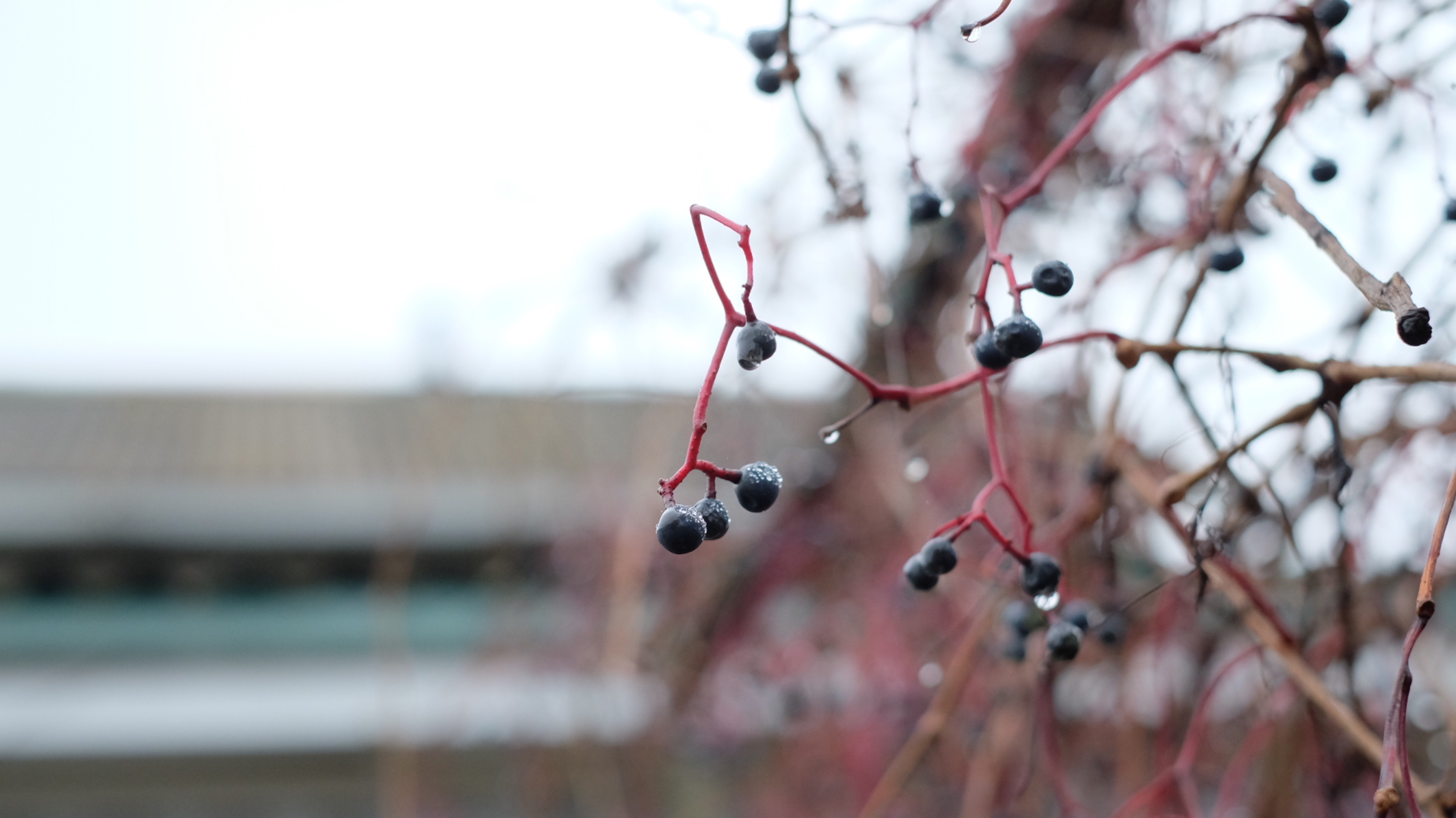 Ноябрьская погода Беларуси