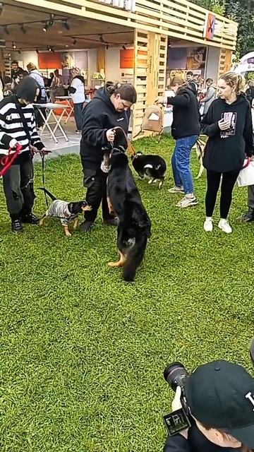 На летнем Фестивале Четыре лапы