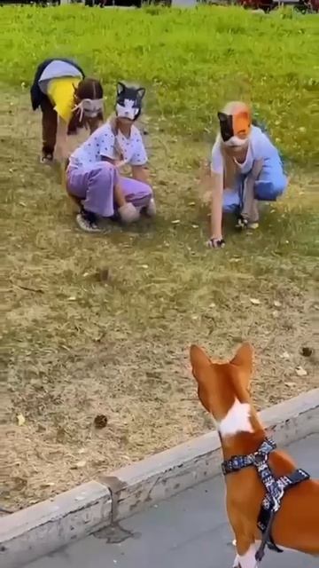 Домашние животные