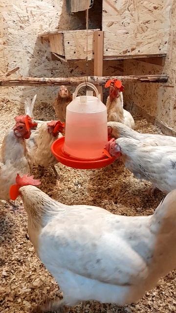 Защита от расклева и драк у несушек