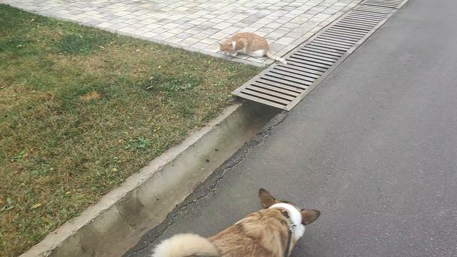 Корги и кот