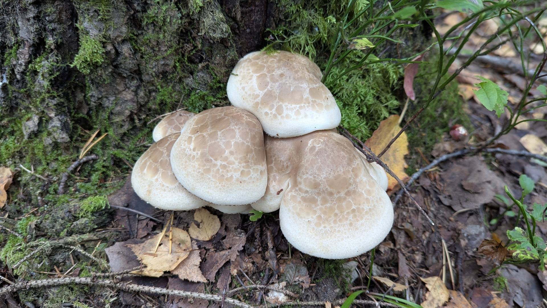 Вёшенка ильмовая (Hypsizygus ulmarius). Как выглядит гриб на месте произрастания.