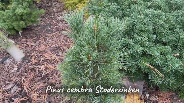 Pinus cembra Stoderzinken