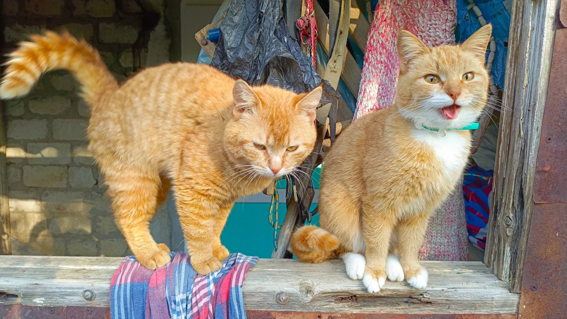 Баллада о чёрном и рыжем котиках.