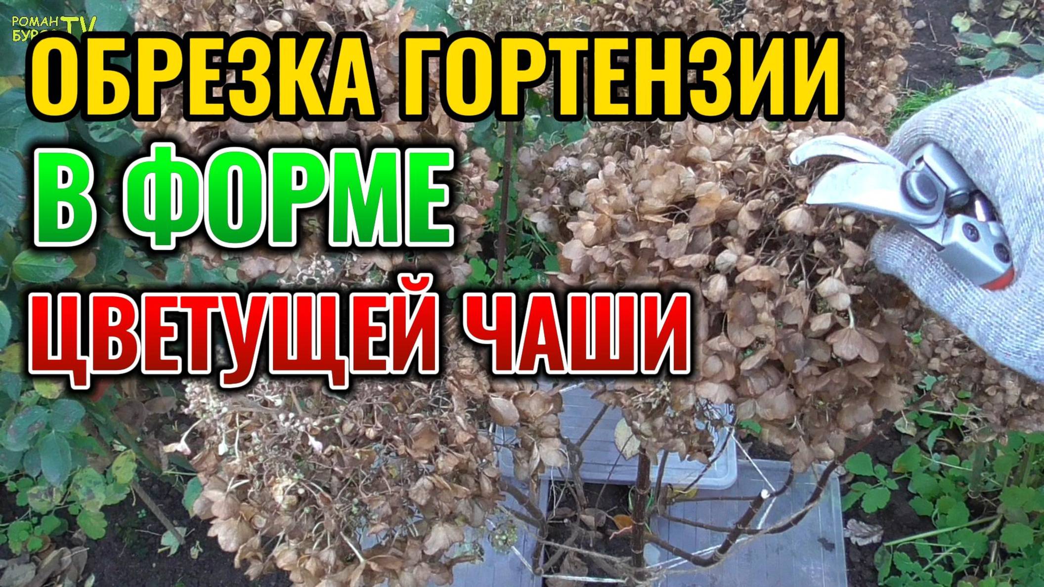 Обрезка метельчатой гортензии в форме цветущей ЧАШИ на примере сорта Краса Лесково 🌸