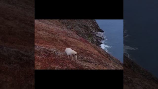 Русские арктические медведи