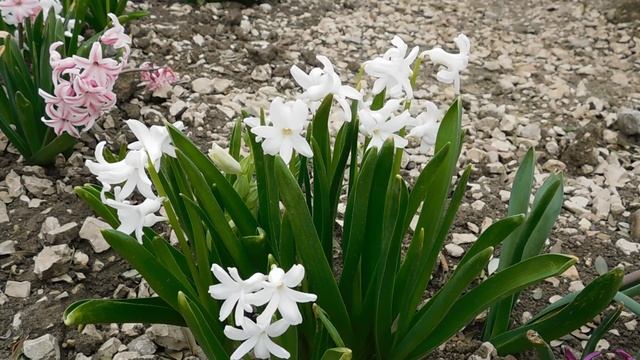 ВИДЕО ПВН  АВ   (72)