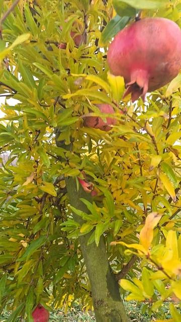 Гранатовый сад, можно есть сколько хочешь прямо с дерева, Шеки, Азербайджан