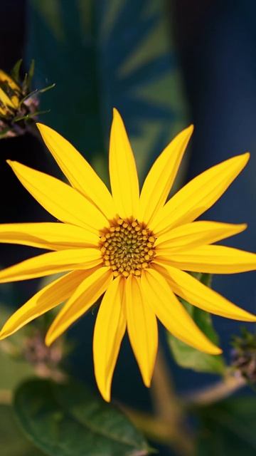 NEEWER LS-67 2-in-1 0.45X wide angle + 15x macro phone lens