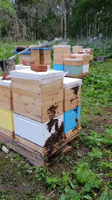 Криволуцкий