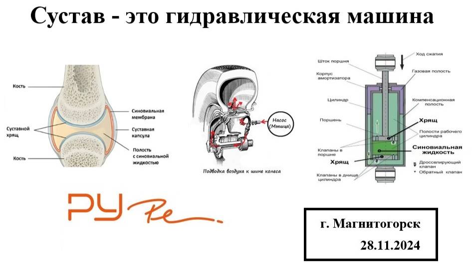 Лекция 14. Гидромеханический принцип работы суставов