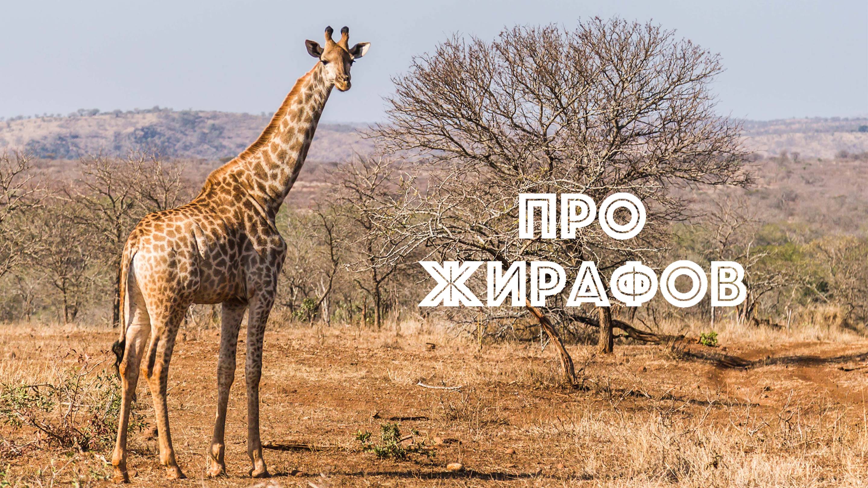 Компиляция видео про жирафов