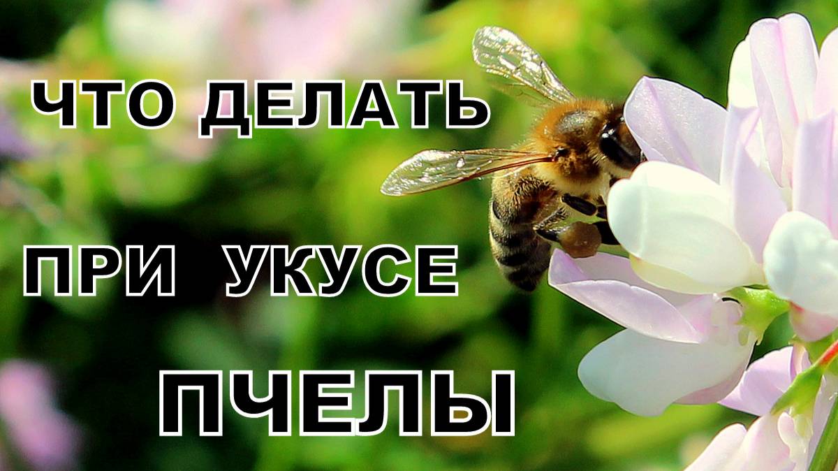 Как удалить жало пчелы и яд в походных и полевых условиях. Старинный бабушкин способ удаления жала.