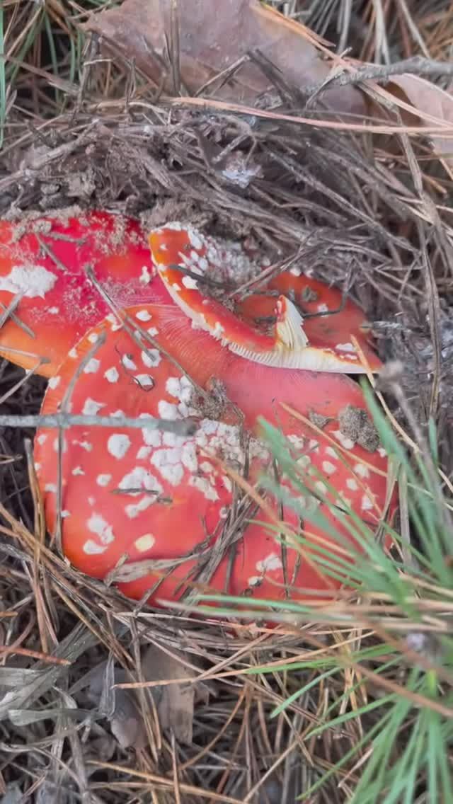 Мухоморы в лесах Беларуси