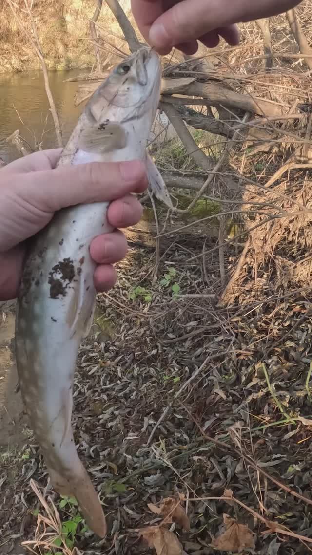 Следы медведя. Одна кунджа. Осенняя рыбалка. Рыбалка Сахалин #Сахалин #Рыбалка #кунджа #рыбалкаСахал