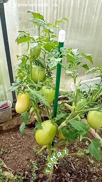 Два  малоуходных томата для Сибири.