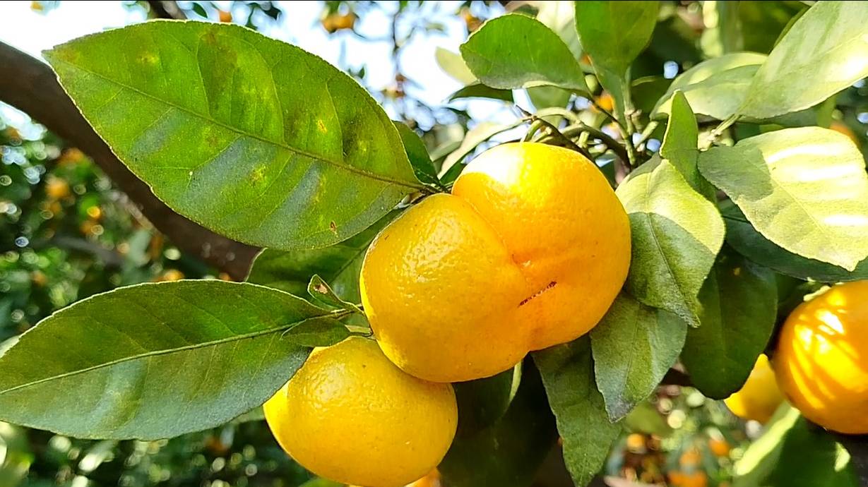 Мандарин сиамские близнецы