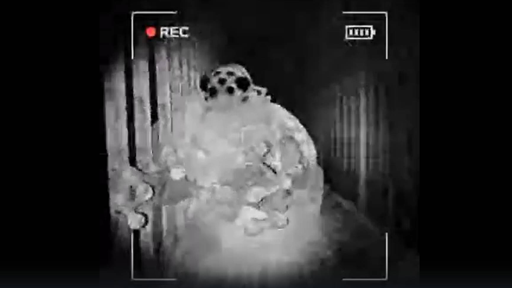 сны при температуре 39 | Content warning|  #twitch #contentwarning #кооп #инди #стрим