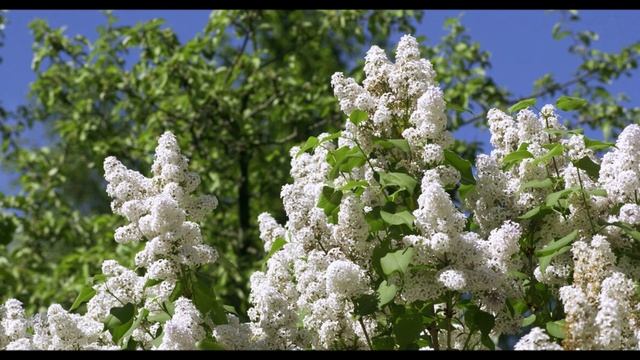 для мамы