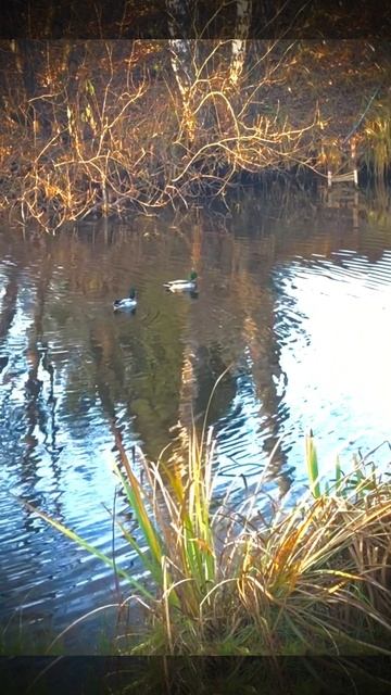 Утиная прогулка