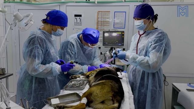 Боитесь лечить зубы питомцу? Посмотрите это видео! | Метису Пенелопе удалили 28 зубов