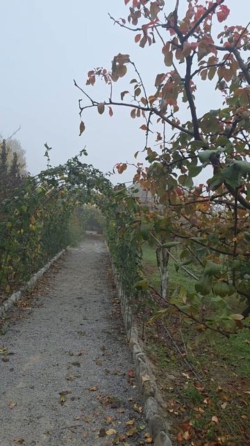 Заморские фрукты растут в прекрасном саду, Шеки, Азербайджан