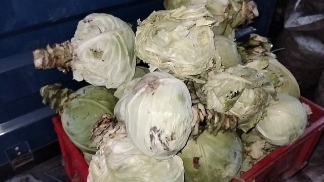 09.11.11.Убираю капусту с огорода.Что выросло,то выросло.