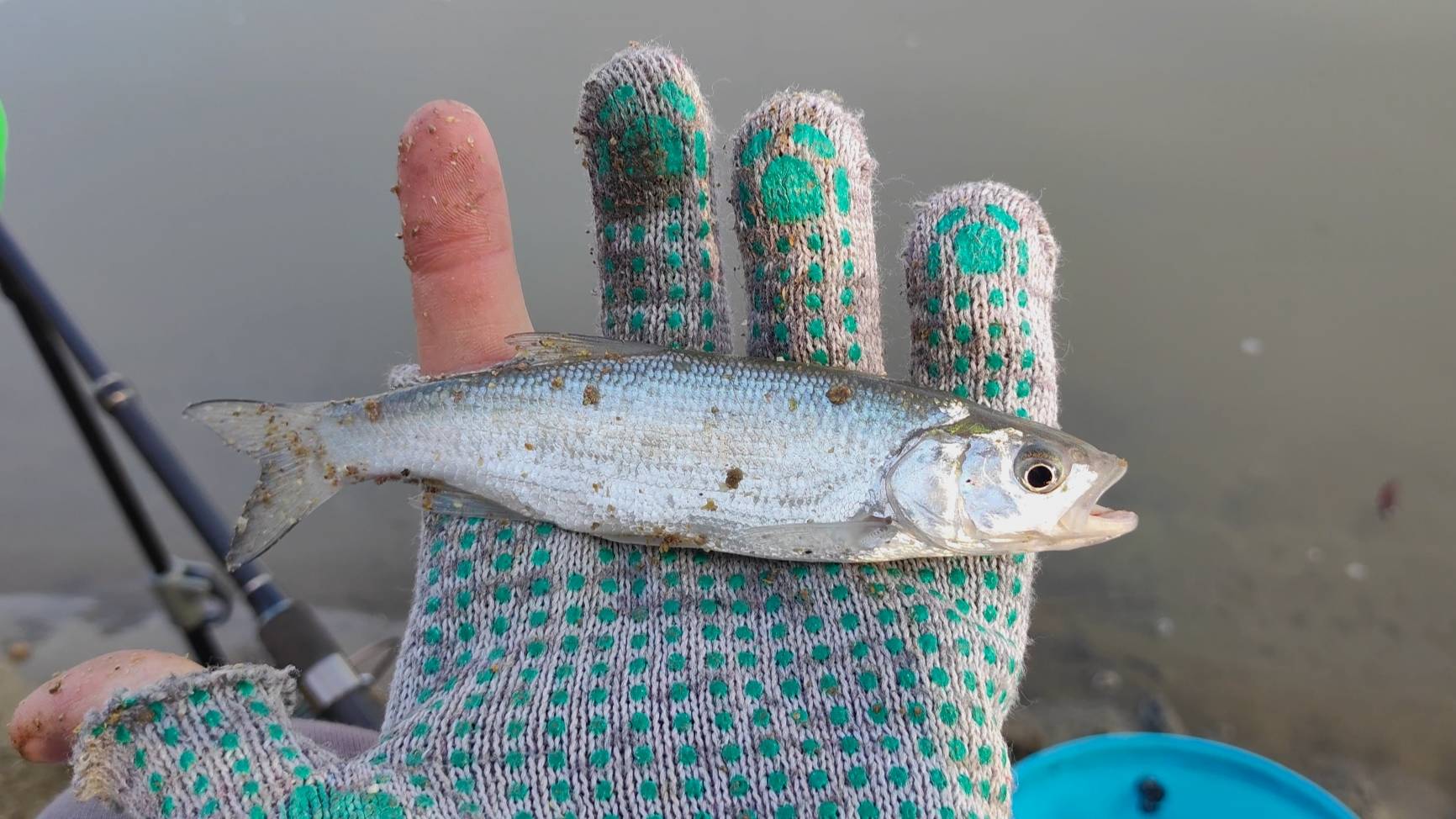 Рыбалка на реке Кубань — поймал краснокнижную рыбку!