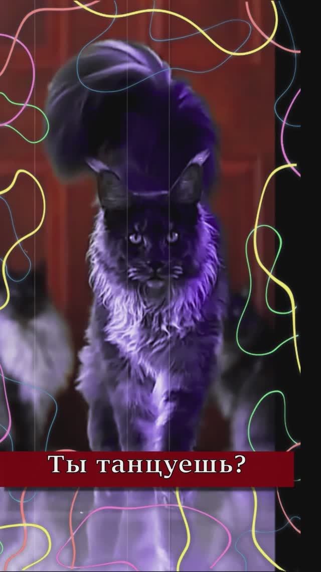 смешное и грустное видео коты ты танцуешь фильм начало