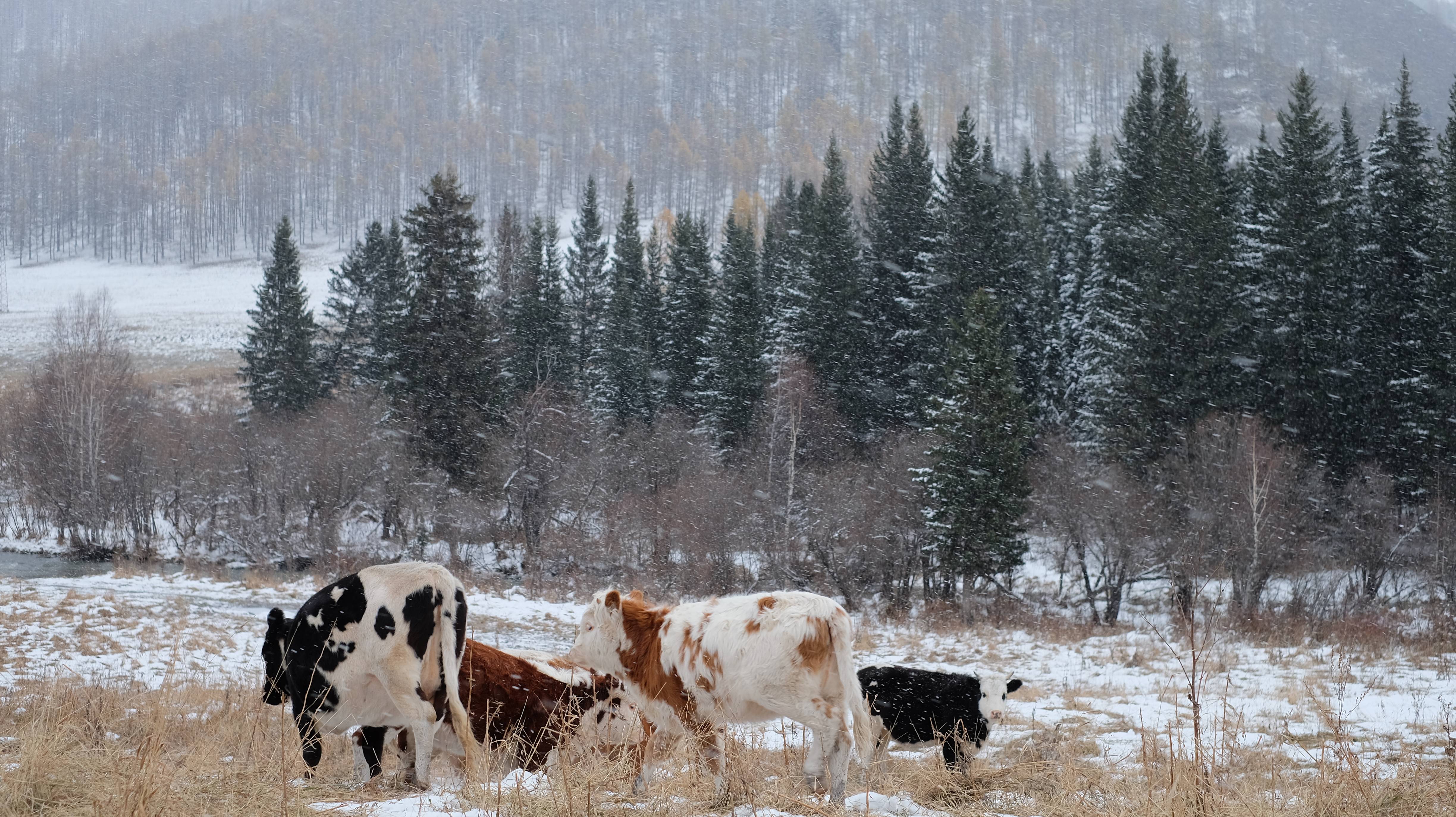 Дорога по Чуйскому тракту осенью. Трасса P-256