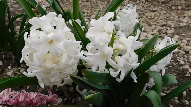 ВИДЕО ПВН  АВ   (37)