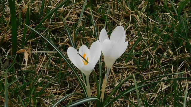 ВИДЕО ПВН  АВ   (68)