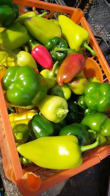 Сбор урожая перцев. 6 сентября 2025.