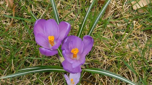 ВИДЕО ПВН  АВ   (30)