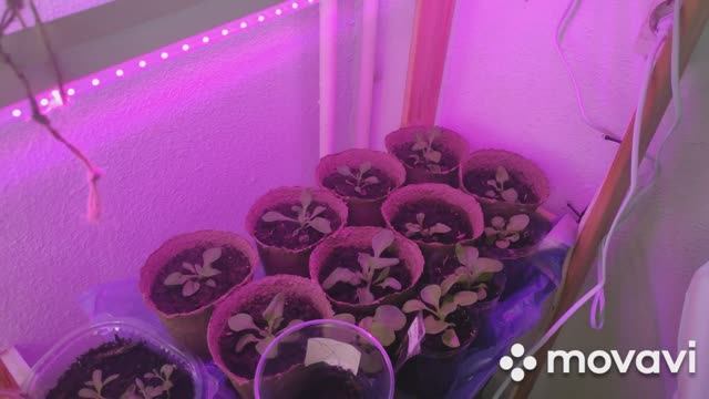 Первая ночь на даче Высадила перцы, а по прогнозу морозы