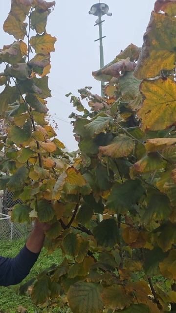 Тайны фундука в саду Biogarden, Шеки, Азербайджан