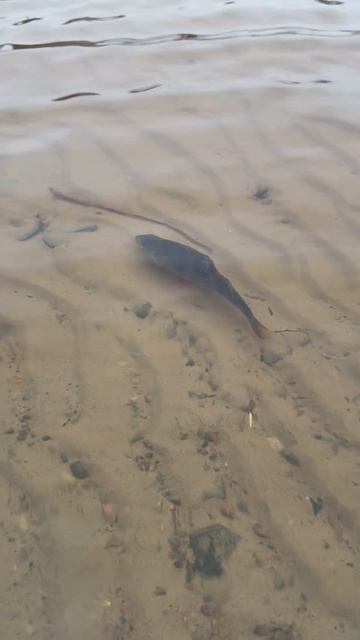 Окунь на Неве!🎣