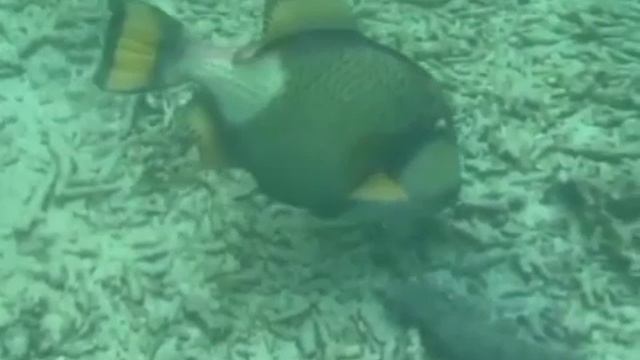 РЫБА КРАСИВАЯ. МОРЕ ОКЕАН РЕКА