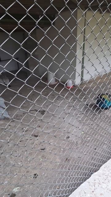 Паутинки и немые гуси в саду, Шеки, Азербайджан