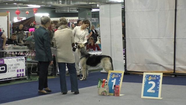 Витязь Николь