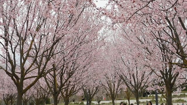 ВИДЕО ПВН  АВ   (70) КРАСНОДАР. ПАРК ГАЛИЦКОГО. ВЕСНА.