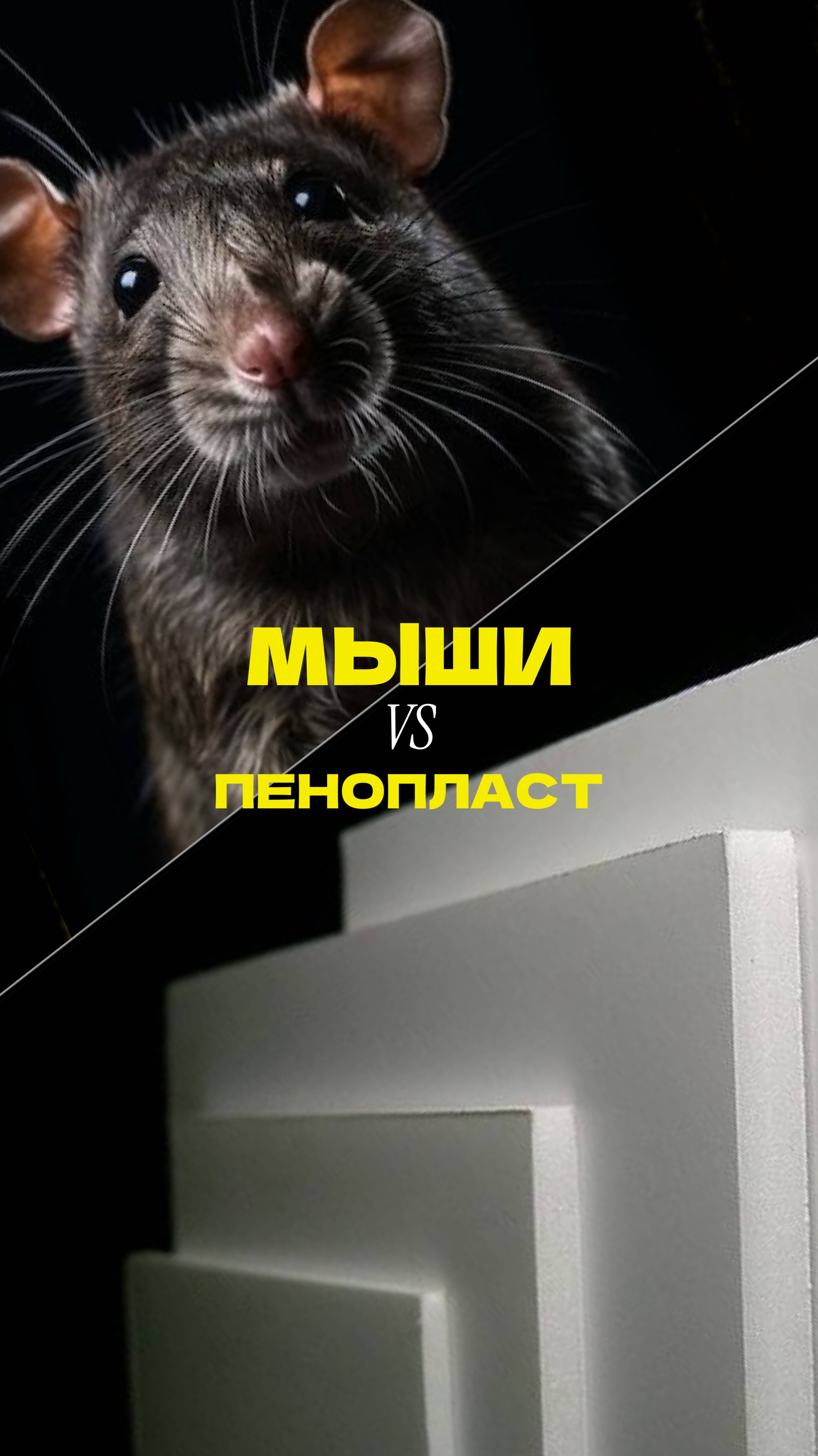 Мыши и пенопласт. АРХИДЕКОРУС. Мыши едят пенопласт?